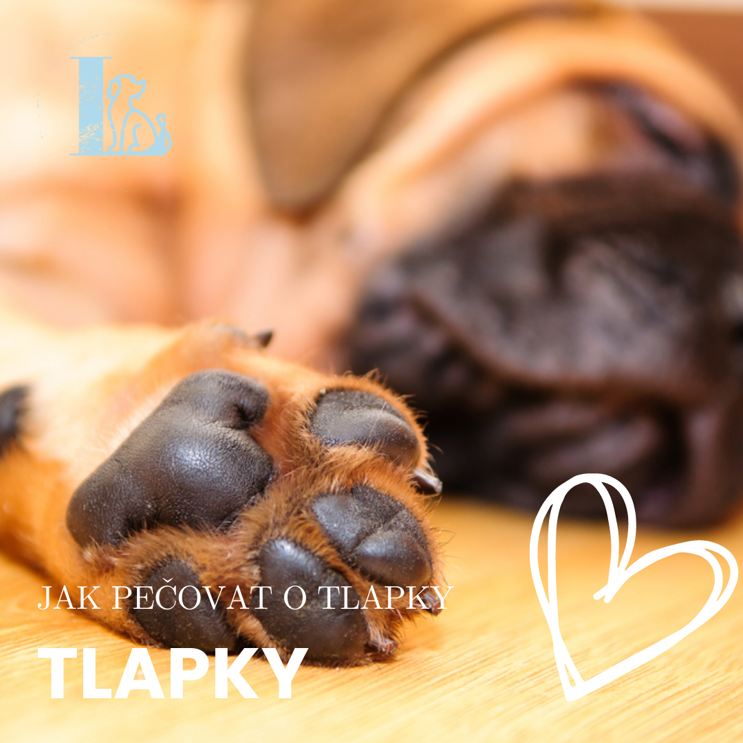 JAK SPRÁVNĚ PEČOVAT O PSÍ TLAPKY? - První zvířecí lékárna